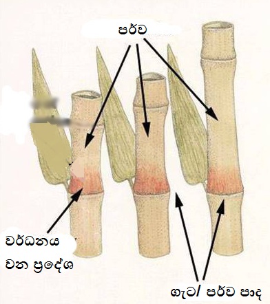 විභාජක පටක - Biology Lab