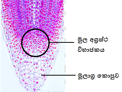 විභාජක පටක - Biology Lab