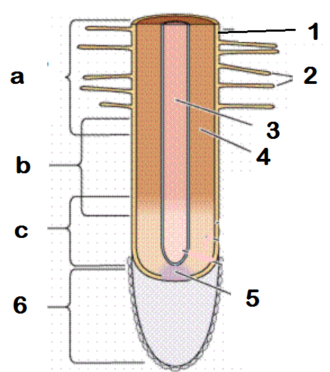 ප්‍රාථමික වර්ධනය රචනා ප්‍රශ්න - Biology Lab