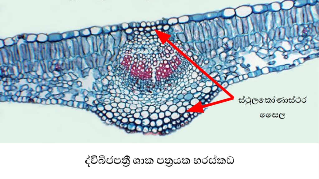 ශාක පටක පද්ධති - Biology Lab