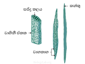 ශාක පටක පද්ධති - Biology Lab
