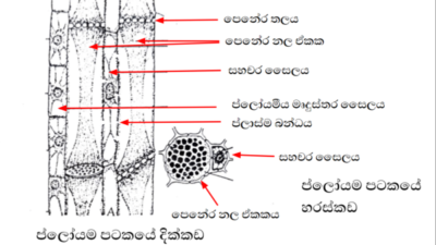 ශාක පටක පද්ධති - Biology Lab
