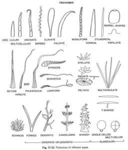 ශාක පටක පද්ධති - Biology Lab