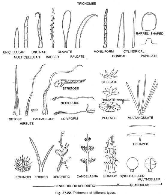 ශාක පටක පද්ධති - Biology Lab