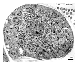 Microscope Parts In Sinhala - Oscar Satria