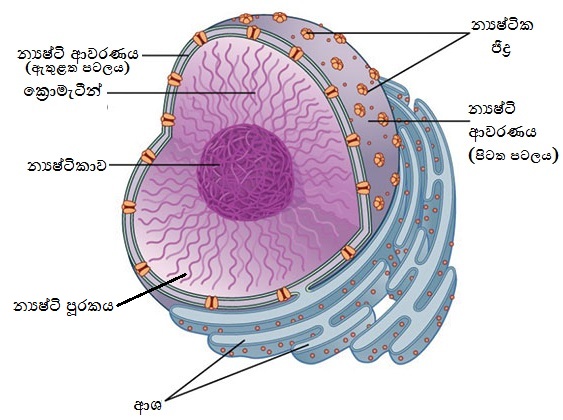 න්‍යෂ්ටිය - බයොලොජි ලැබ්