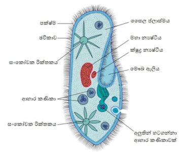 ප්‍රෝටිස්ටා රාජධානිය - Biology Lab